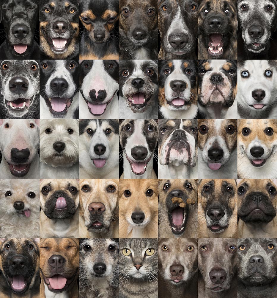 Guest Blog: Professional Animal Portrait Photographer, Pet Photography ...