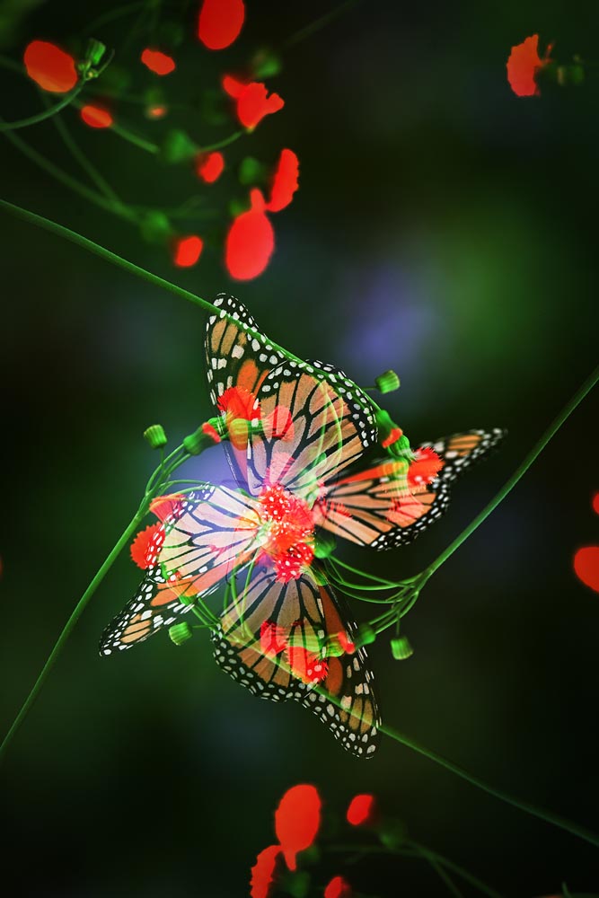 Guest Blog: Wildlife Photographer Kristi Odom - Scott Kelby's Photoshop ...