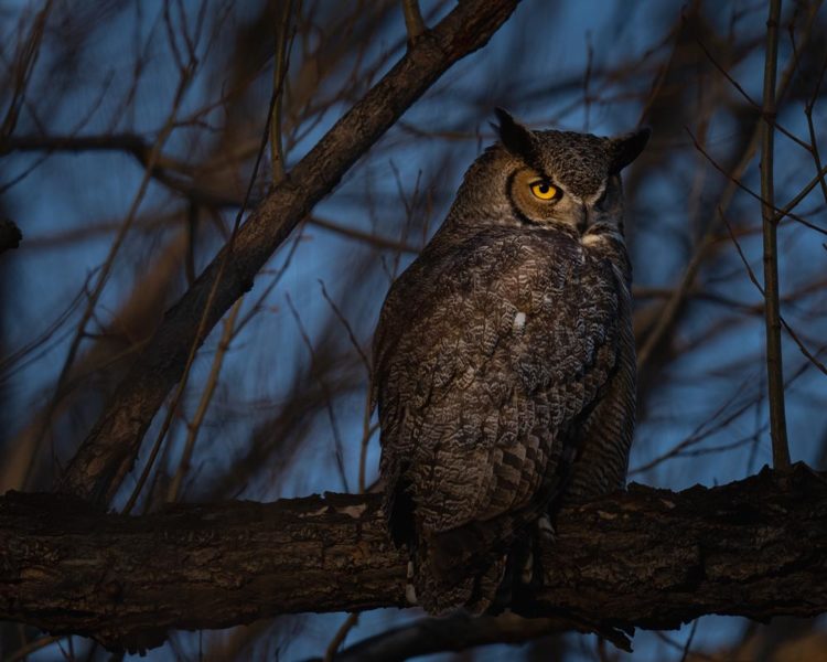 Guest Blog: Wildlife Photographer Kristi Odom - Scott Kelby's Photoshop ...