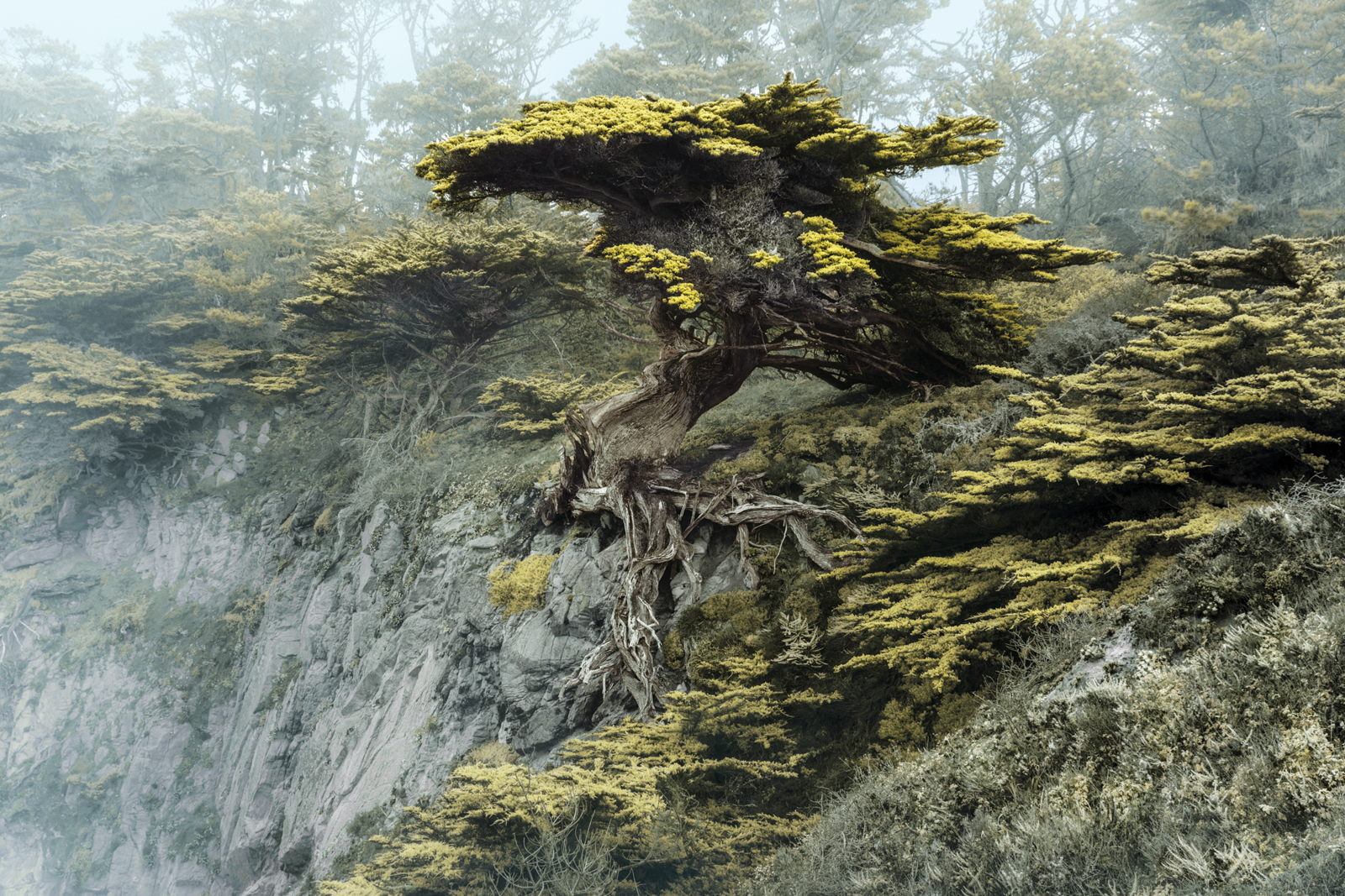 Guest Blog: Infrared Photographer and Visual Artist Rain Hayes - Scott ...